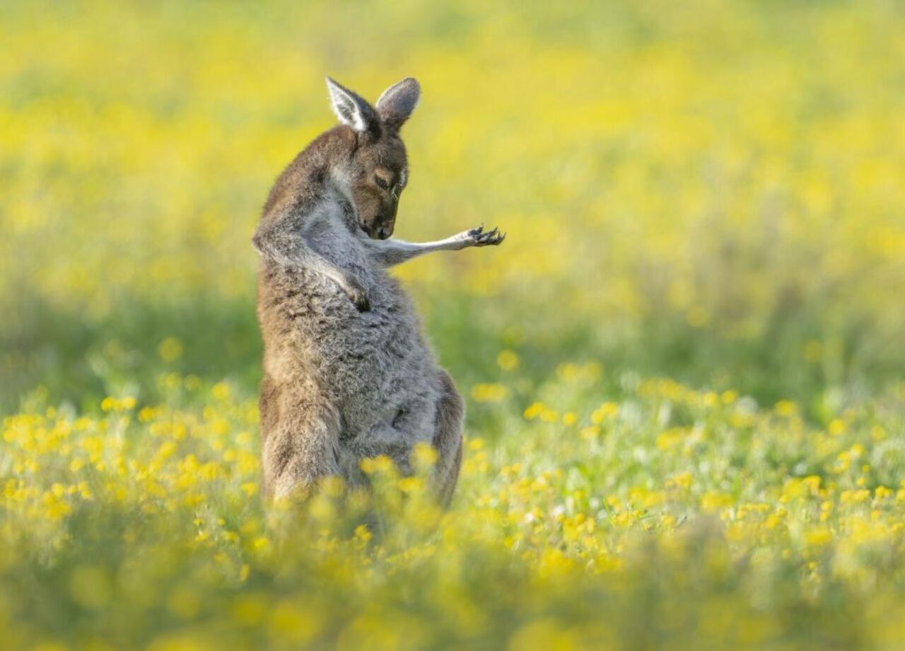 Insolite : un kangourou remporte un prestigieux concours photo ...