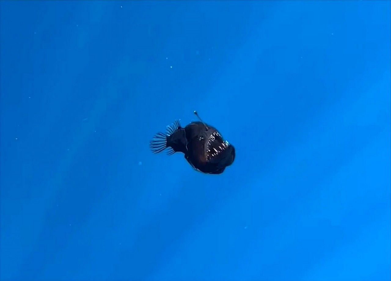 Insolite : un poisson digne d'un film de science fiction filmé au large ...