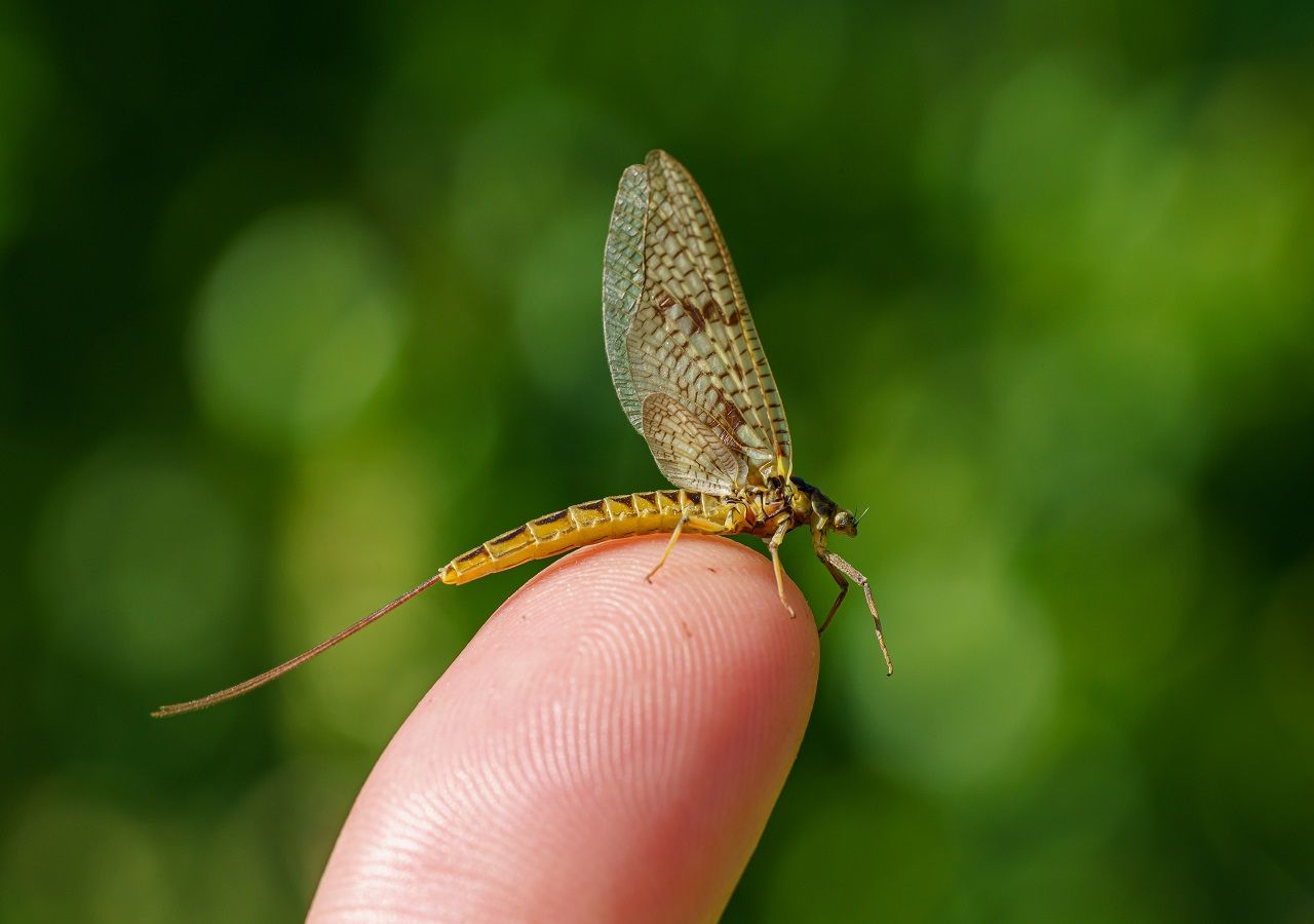 Invertebrate biodiversity improving in England's rivers, long-term data ...