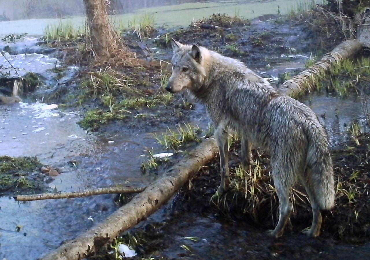 Mutacoes Animais Chernobyl