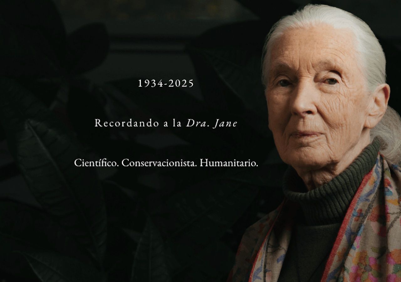 Jane Goodall, la icónica etóloga y activista defensora de la fauna ...