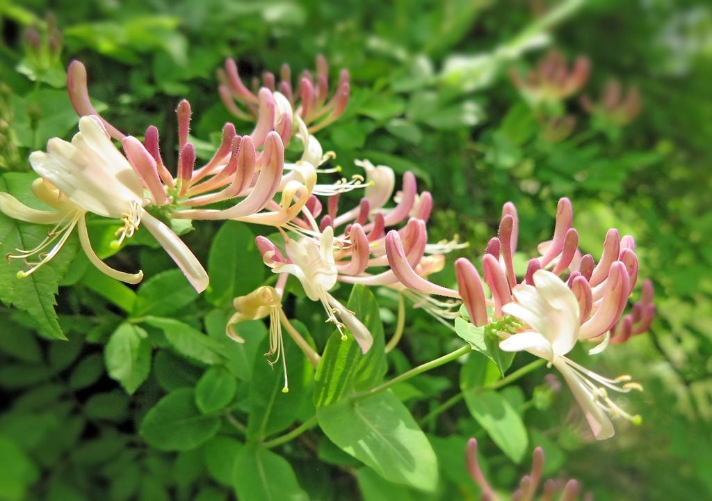 Jardines todo el año: 7 plantas trepadoras perennes resistentes al frío ...