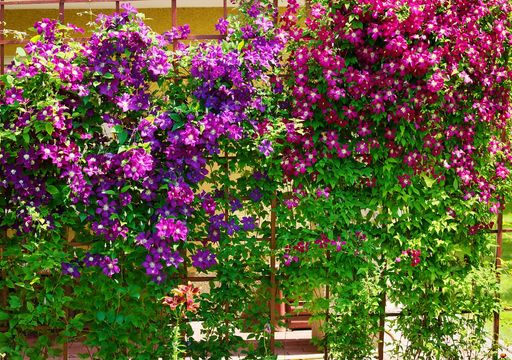 Cultivo De Enredaderas Trepadoras Con Flores