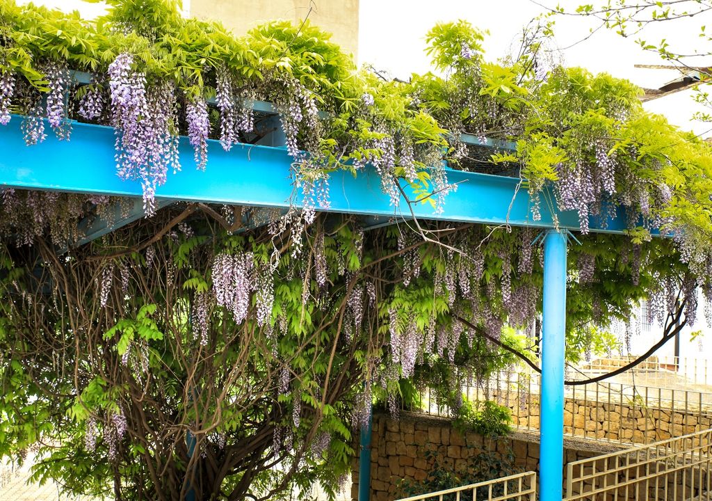 Jardines todo el año: 7 plantas trepadoras perennes resistentes al frío ...