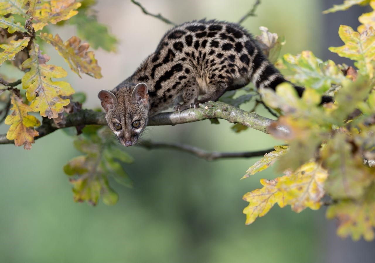 Incroyable mais vrai : l'animal le plus rare d'Europe refait surface ...