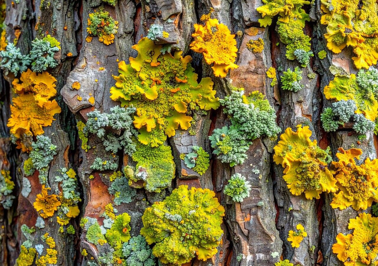 L’aria che respiri è pulita? Te lo dicono gli alberi: la guida per ...
