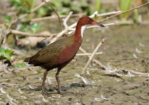 Piogge e 'precipitazione cumulata'. Cosa significa, e perché è un ...