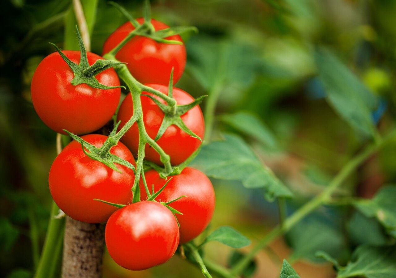 Greffe de tomates : la technique qu’utilisent les jardiniers experts ...