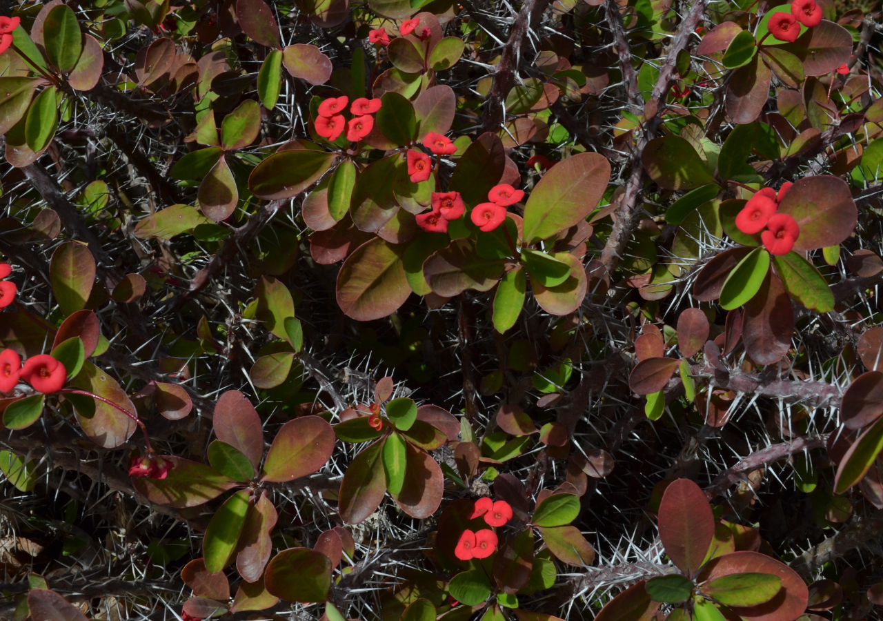 Die Krone Christi: eine dornige Pflanze, die fesselt und überrascht