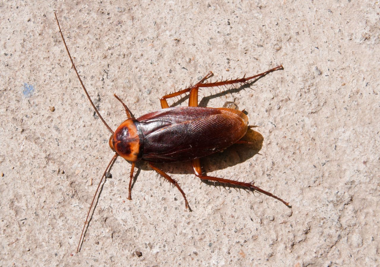 La cucaracha langosta, la especie invasora que ha elegido a España para ...