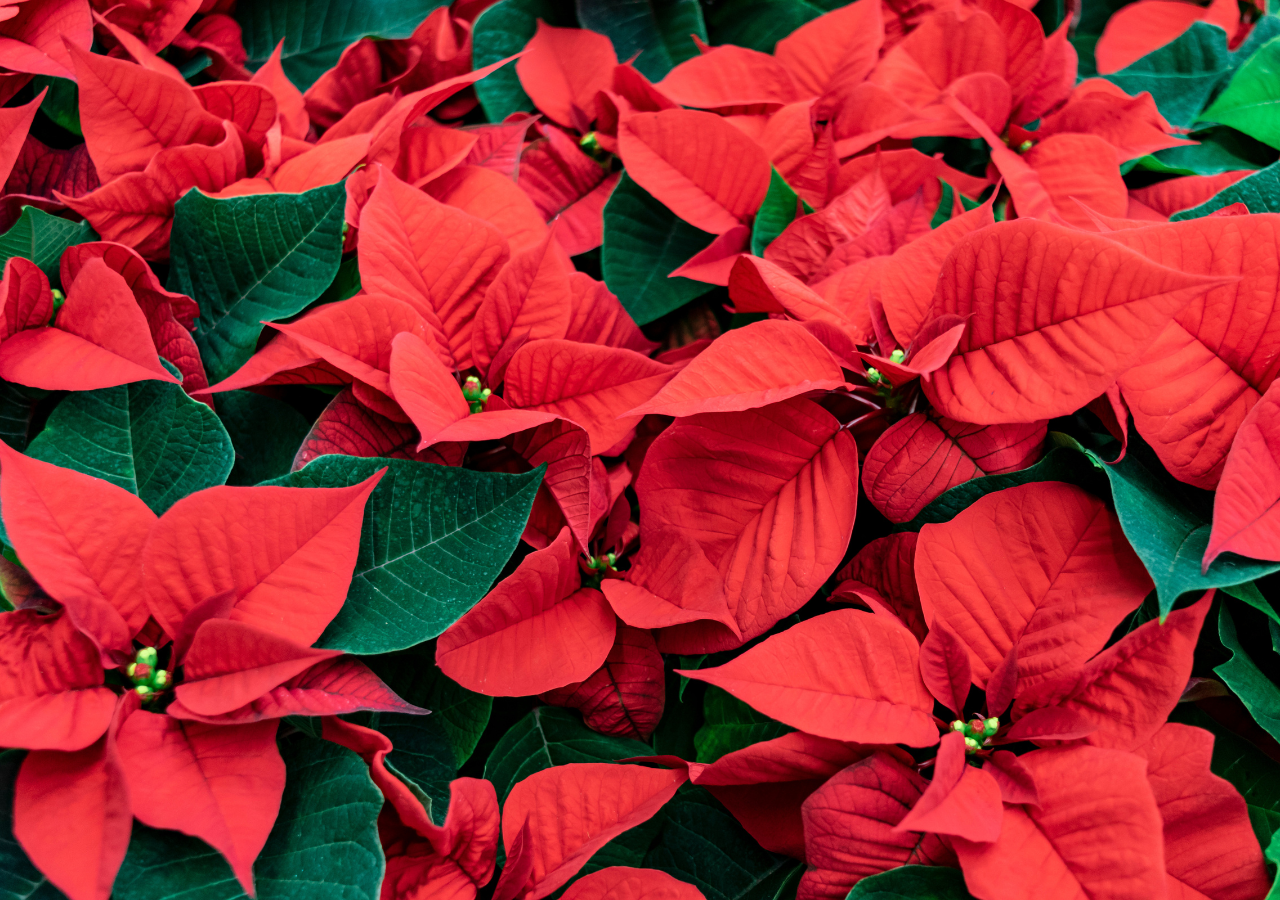 The Christmas flower that conquered the world is Aztec: the incredible ...