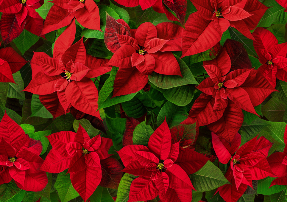 La Flor de Nochebuena: historia, tradición, flor de relevancia en ...