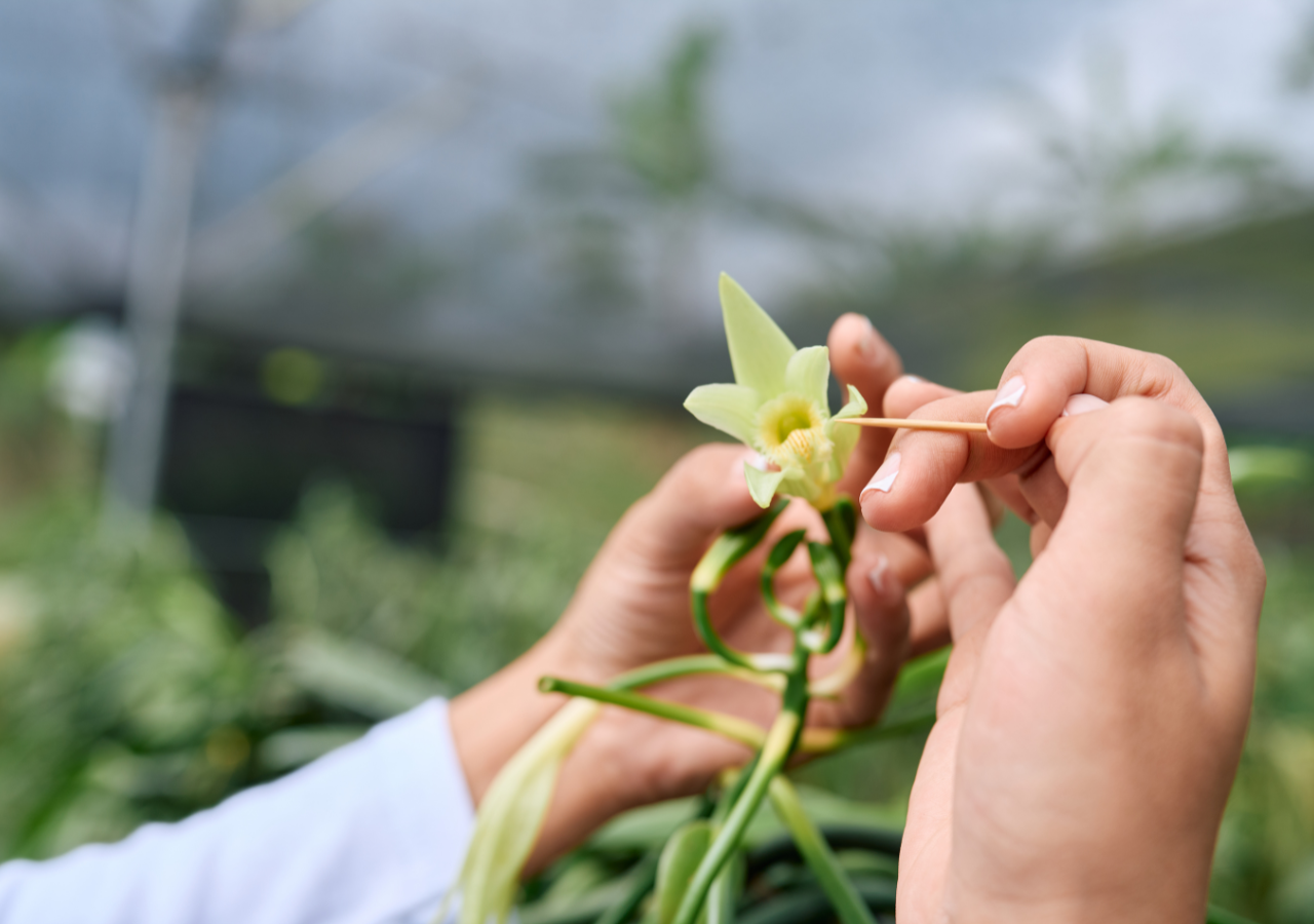 La flor más cara del mundo no crece sola: la sorprendente “cirugía” que ...