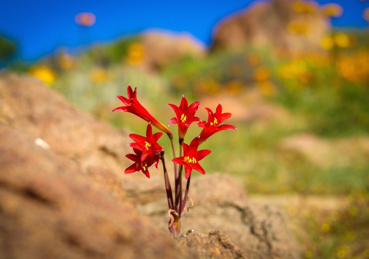 La flor que espera bajo tierra: así sobrevive la añañuca antes de ...