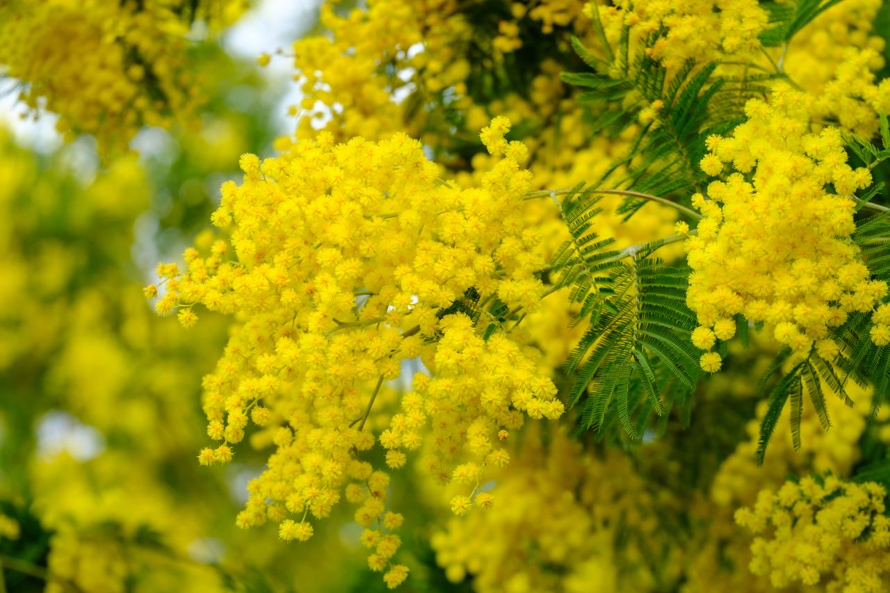 La flora invasora que pone en riesgo nuestro entorno