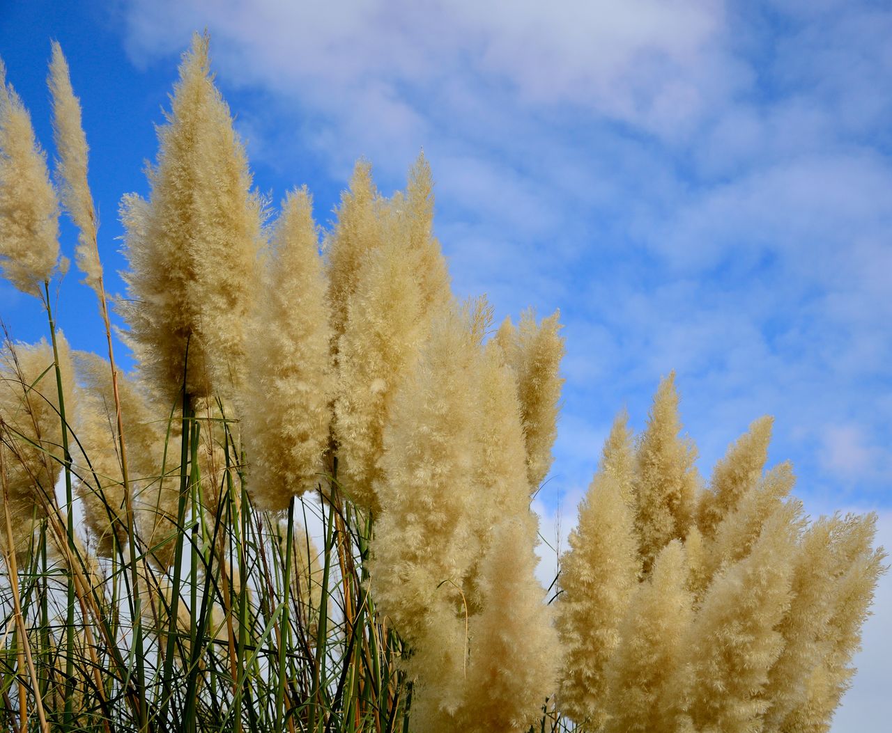 La flora invasora que pone en riesgo nuestro entorno