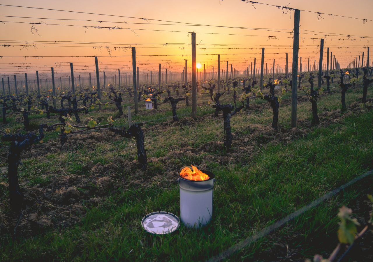 Emergencia en el vino español: estos serán los impactos del hielo en ...