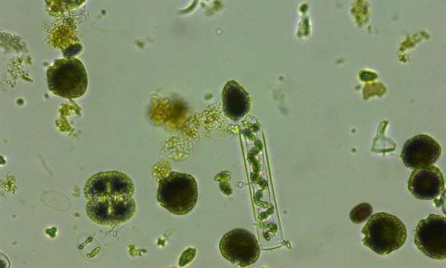 La fotosíntesis marina es más sensible a los nutrientes que a la ...