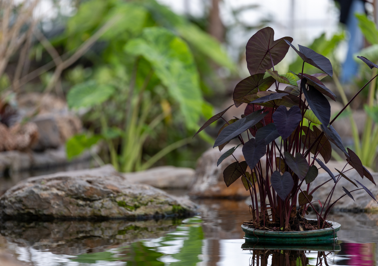The Black Jewel of Tropical Gardens: This Is How Colocasia Redemption ...