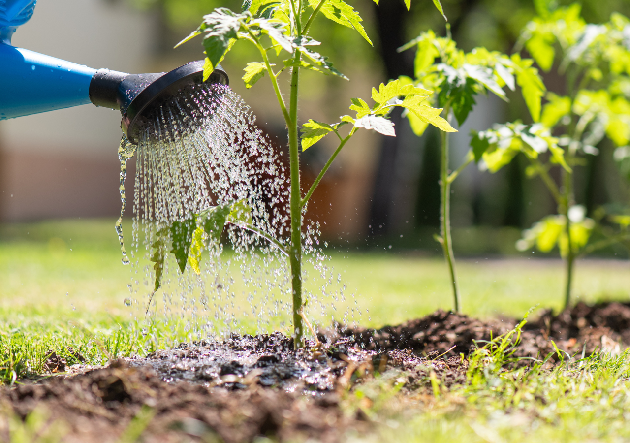 La mejor hora para regar tus plantas en tiempo de calor: sin que sufran ...
