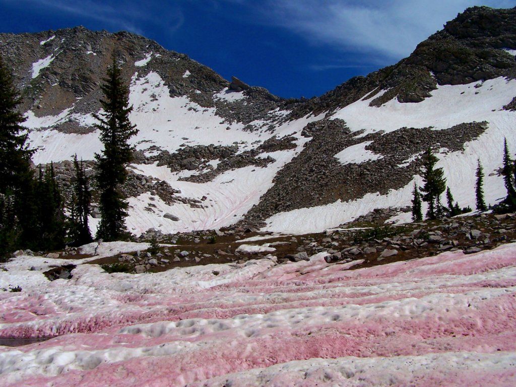 La nieve sandía