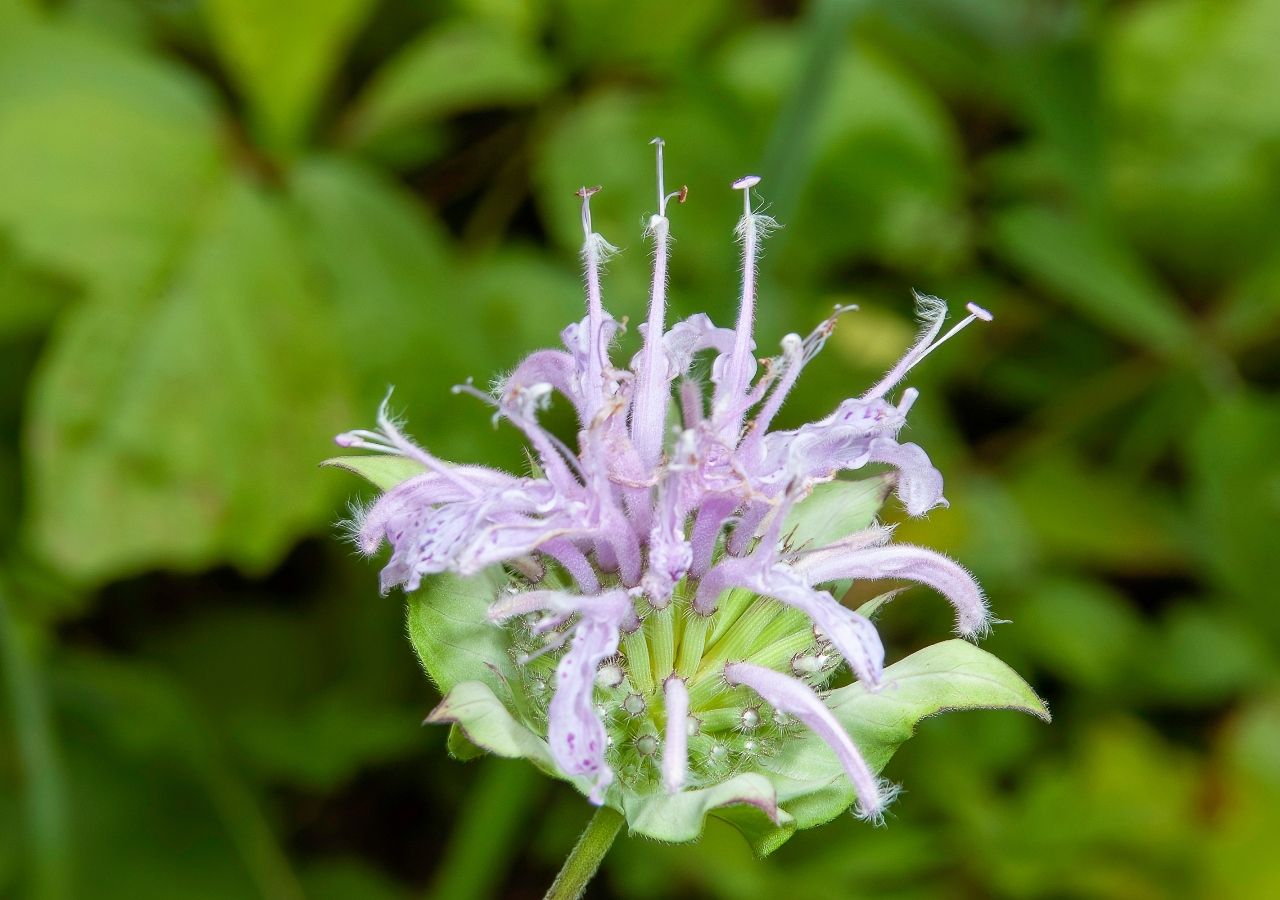 La planta aromática que ayuda a limpiar el hígado y a purificar el cuerpo desde adentro