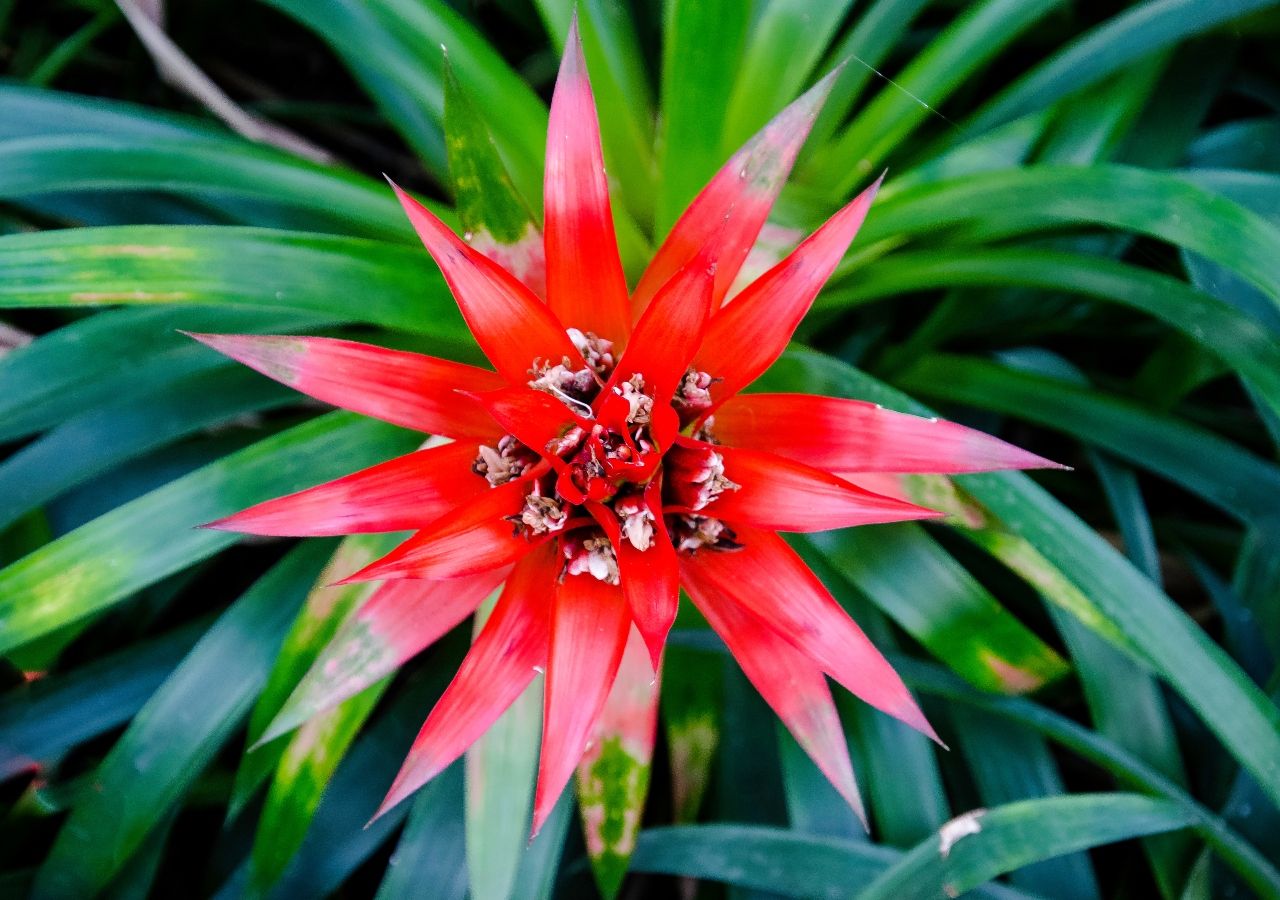 La planta que le da un toque exótico y colorido a los ambientes de la ...