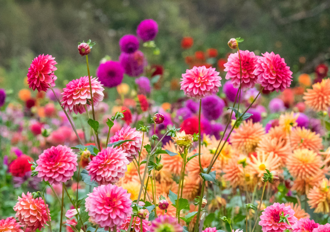 La planta más vistosa para el verano: crece rápido, soporta el Sol y florece con pocos cuidados