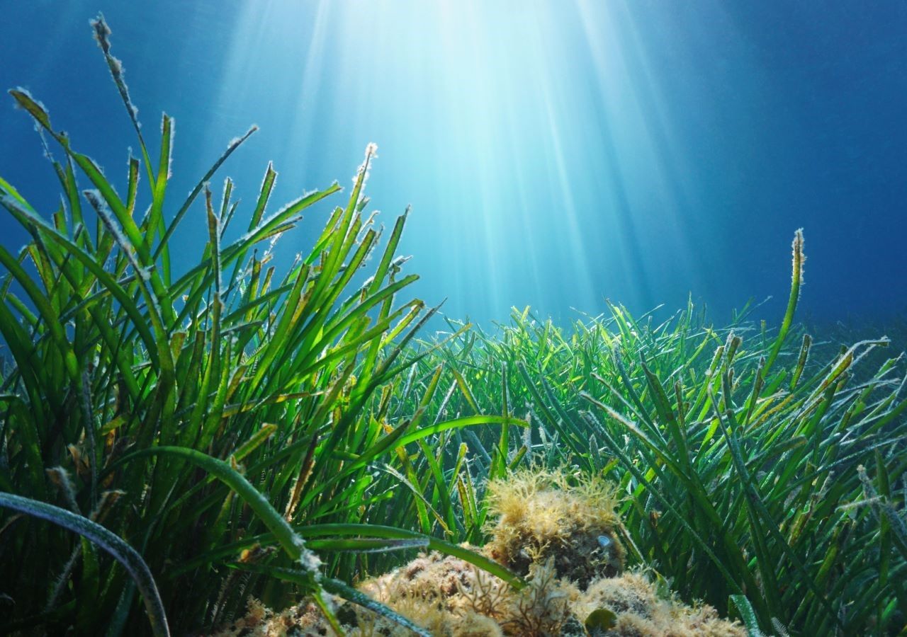 La posidonia oceanica, pianta di vitale importanza per la tenuta degli ...