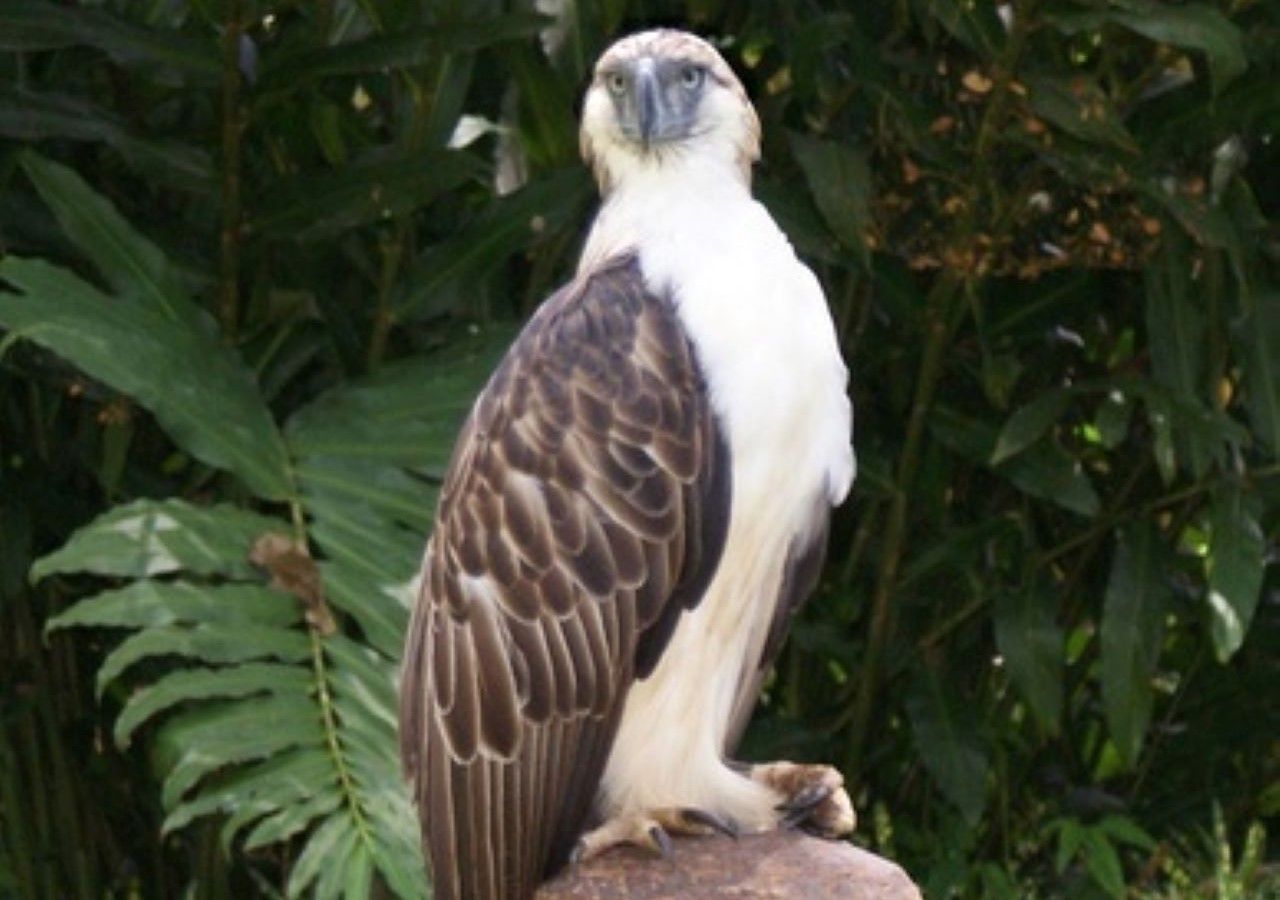 La strana evoluzione genetica dell'aquila delle Filippine, uno dei ...