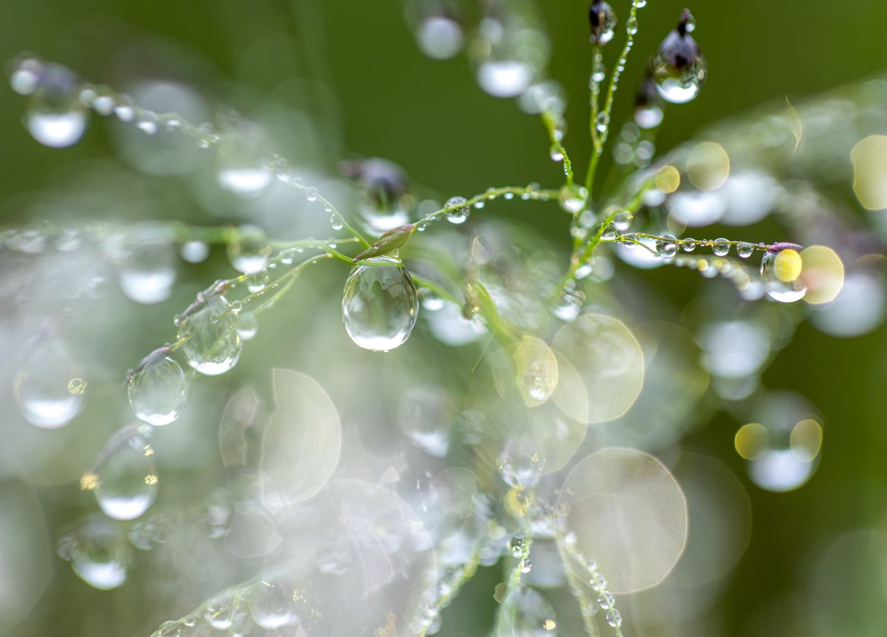 La Terre a battu son record de "point de rosée" en juillet : quel est ...