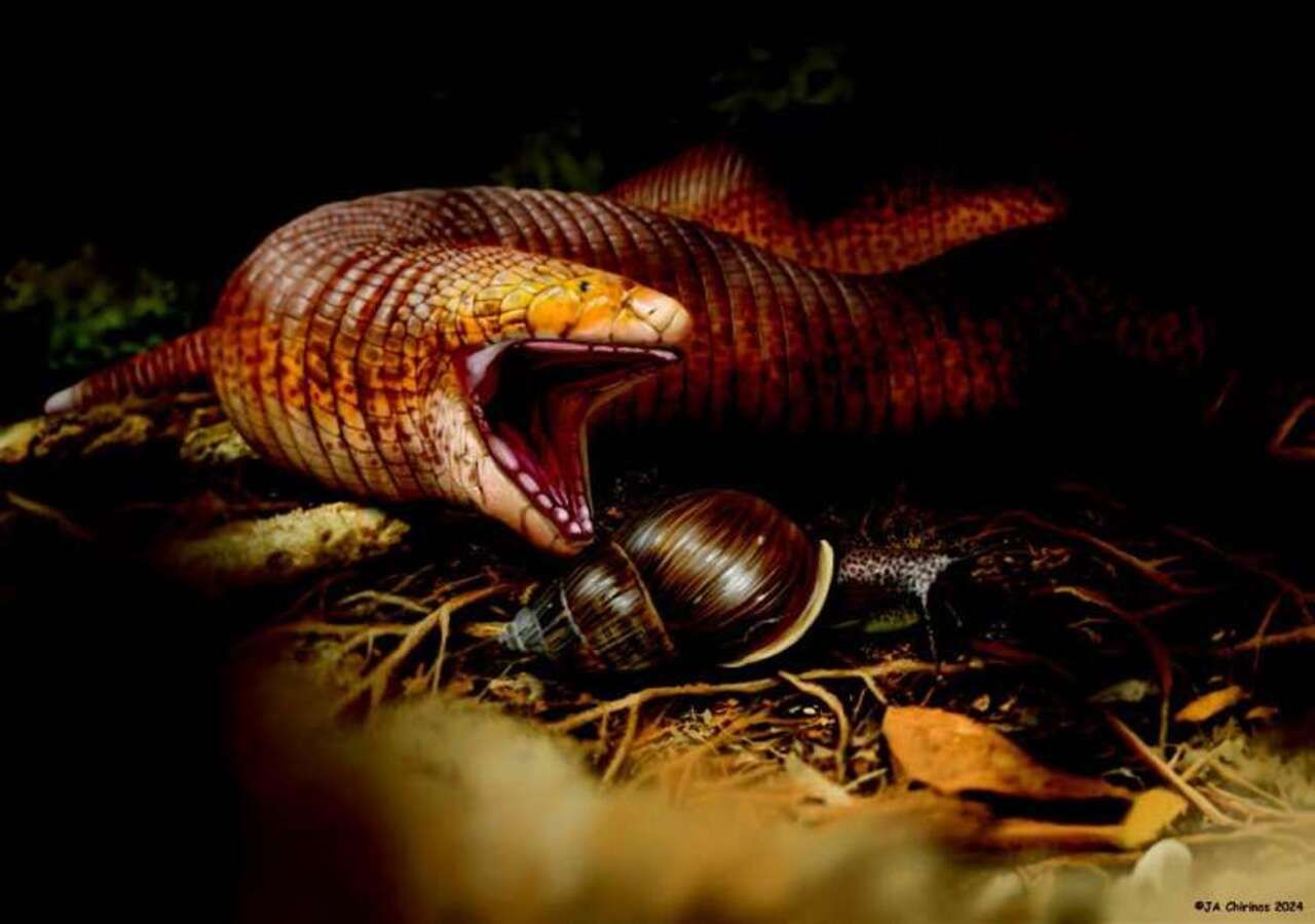 Largest worm lizard fossil discovery thought to be snail-crunching ...