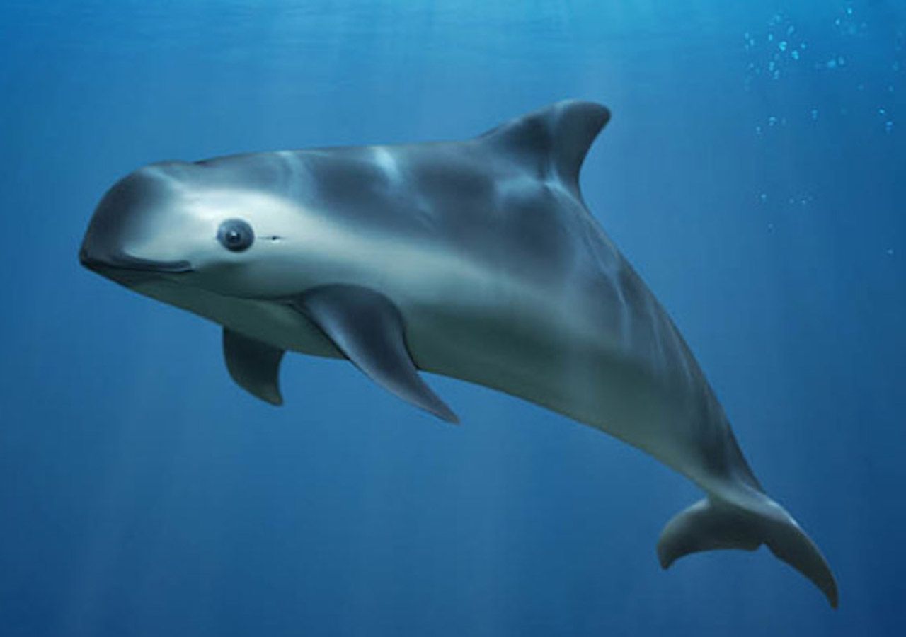 Los 10 principales animales que están en peligro de extinción crítico Los 10 principales animales que están en peligro de extinción crítico