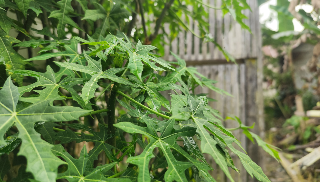 Las 6 recomendaciones de cómo cuidar la chaya, la planta maya que ...