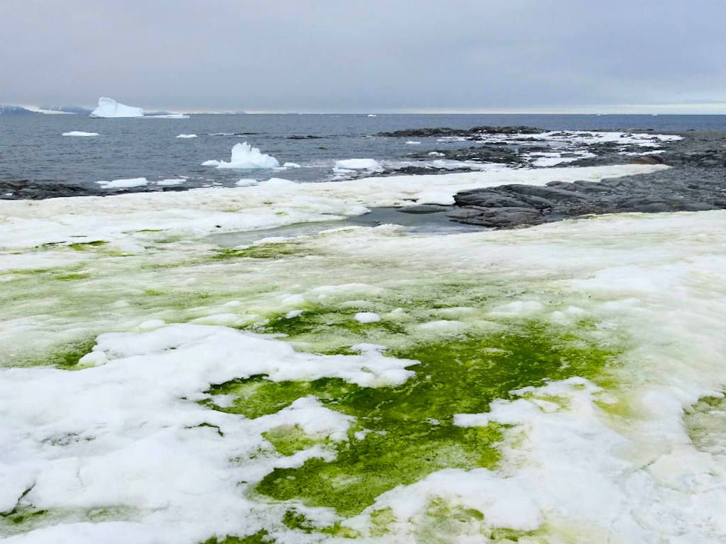 Snow algae accelerate melting of Antarctic ice shelf, study finds