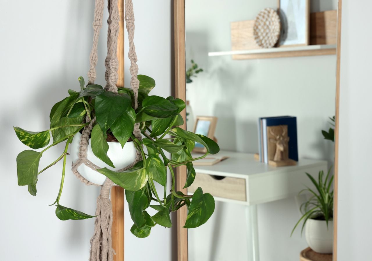 Vampire Plants: 5 Indoor Plants That Survive with Almost No Light and ...
