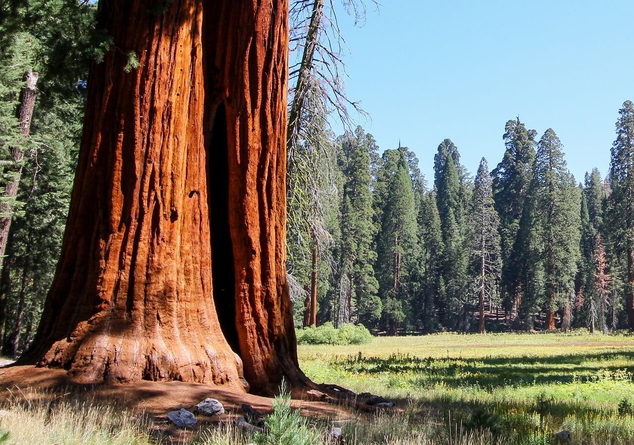 Las secuoyas son más grandes de lo que se pensaba