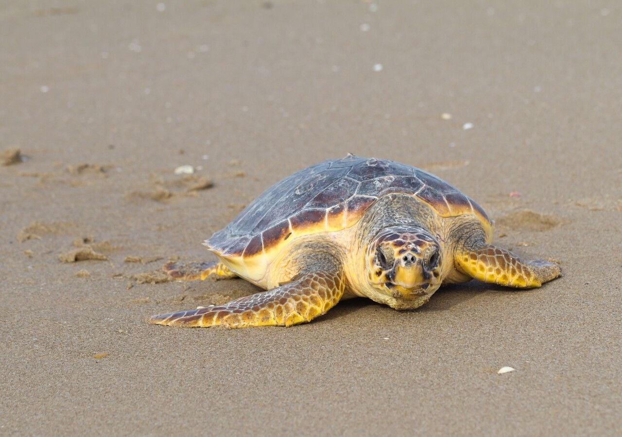 Le coste italiane si confermano "culla" della tartaruga marina Caretta ...