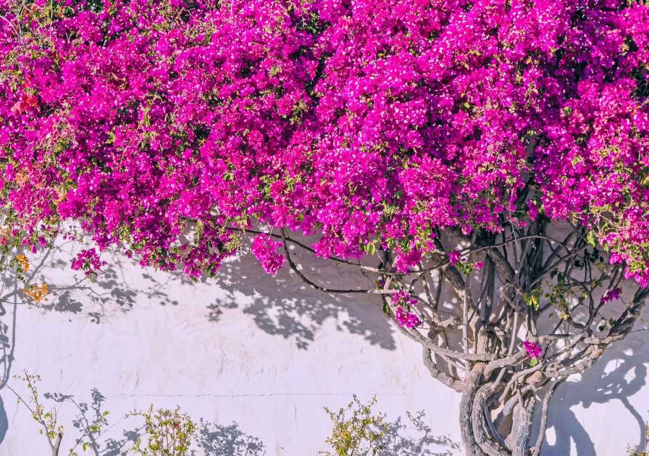 Las mejores plantas trepadoras para terrazas: resistentes, fragantes y ...