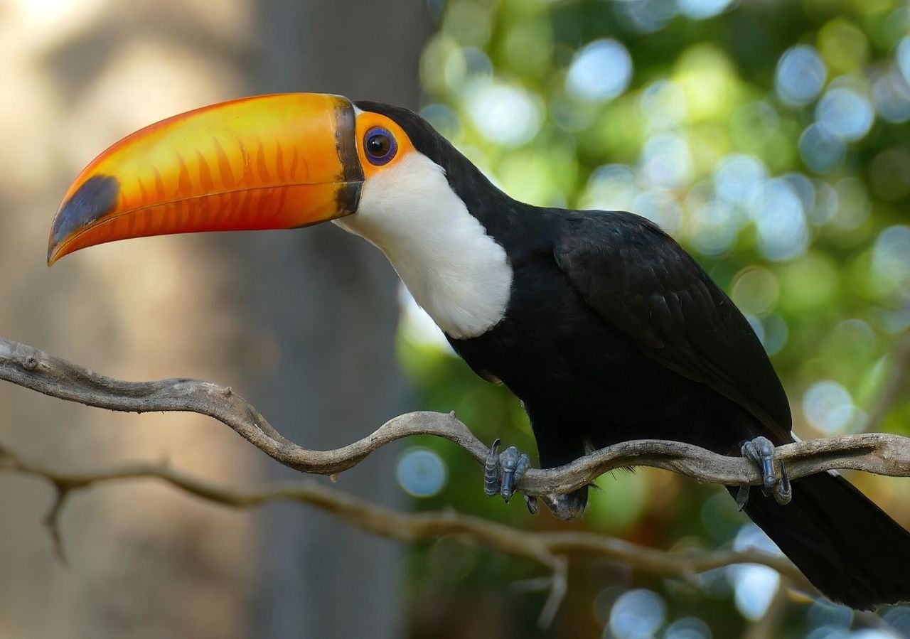 Le particolarità del tucano, uno degli uccelli più conosciuti al mondo per il suo becco lungo e ...