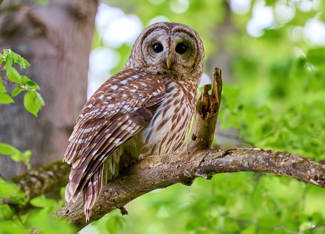 El proyecto que provoca indignación en Estados Unidos: matar medio ...