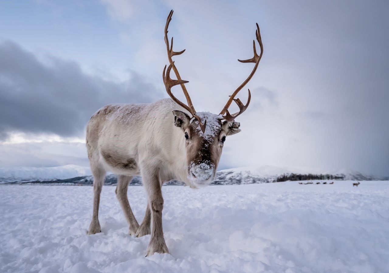 La renna: l'animale simbolo del Natale è sempre più minacciato dal ...