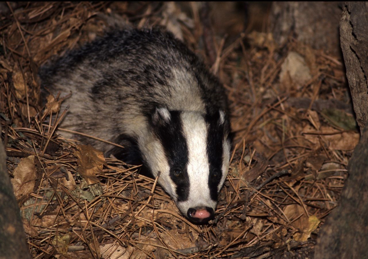 Las extrañas costumbres del tejón, el animal nocturno que habita los ...