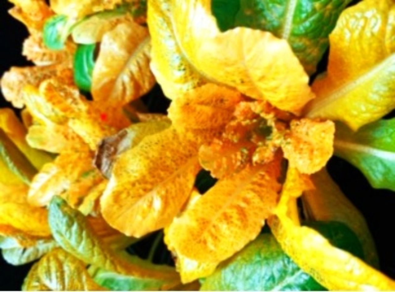 Lechuga dorada, la innovación española enriquecida con beta-caroteno ...