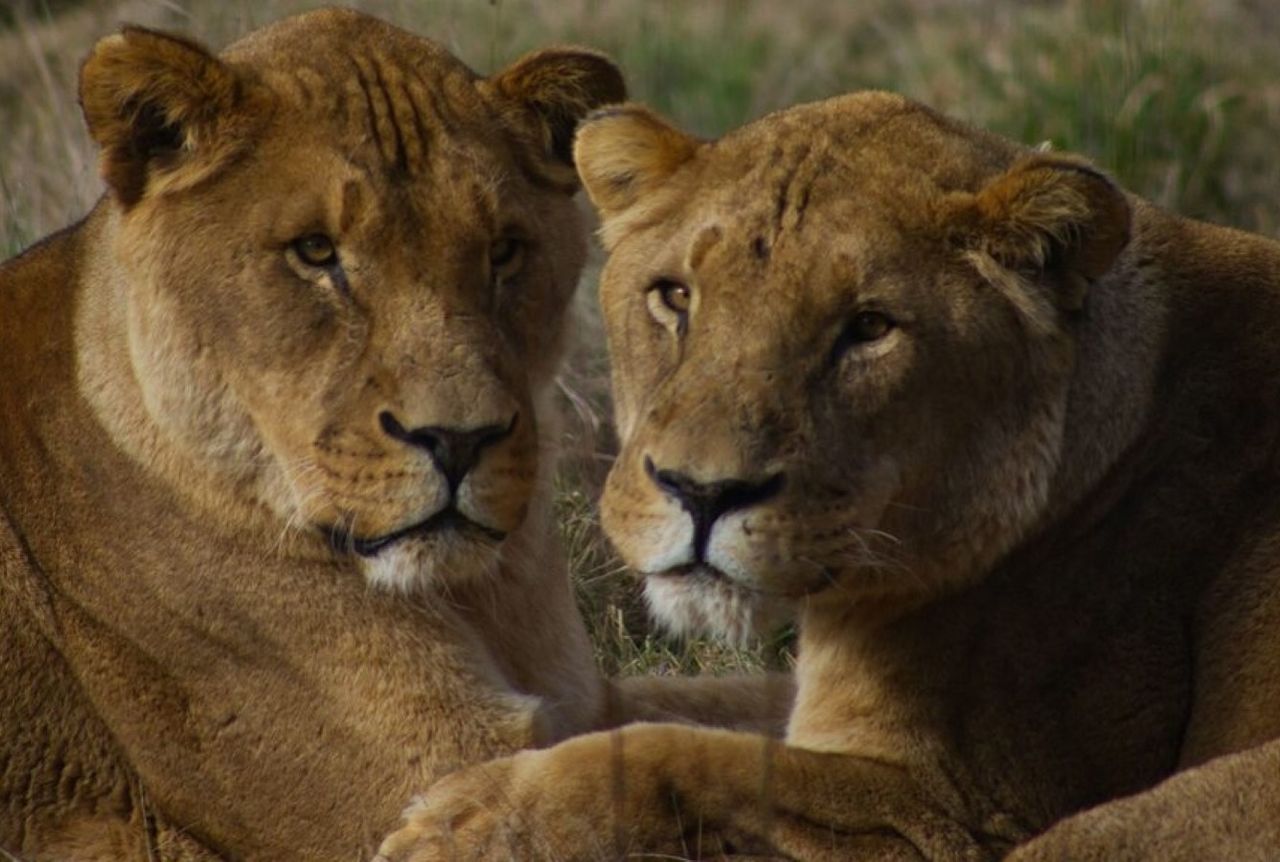 Barbary Lions: Rare species extinct in the wild is growing again in ...