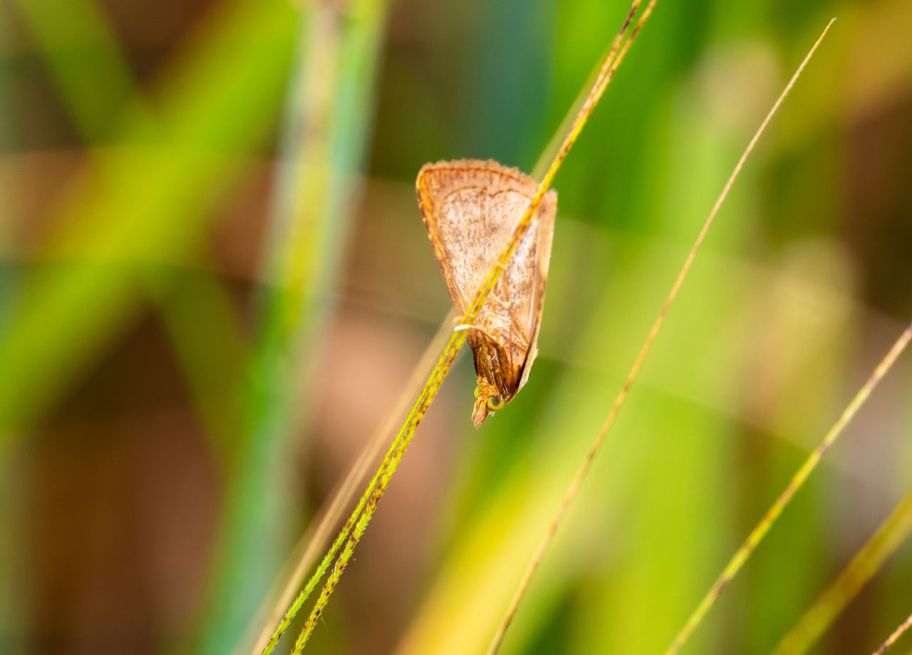 Les papillons écoutent les sons émis par les plantes ! Pourquoi est-ce ...