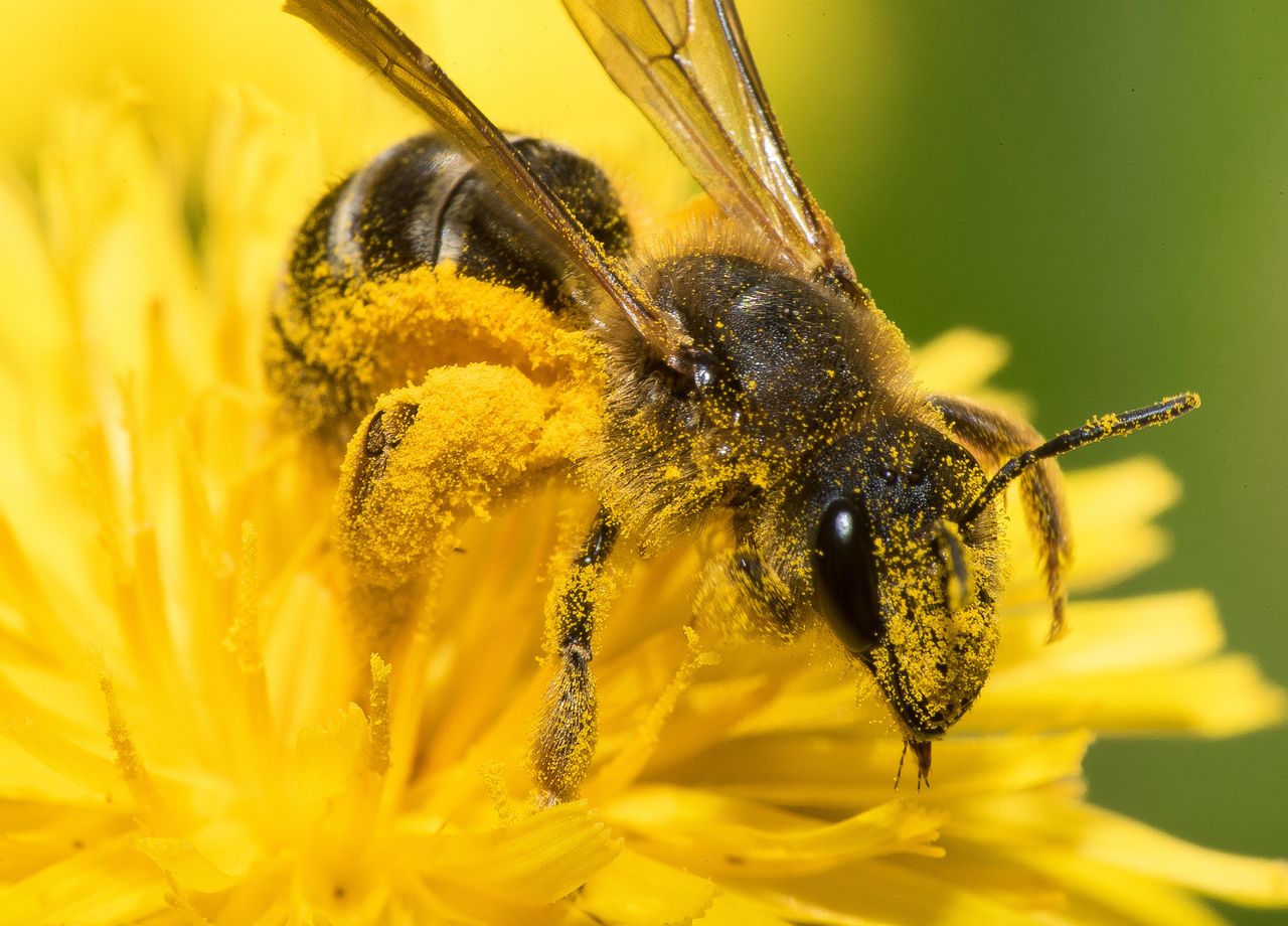 Les pollens s'invitent encore pour la semaine prochaine en France