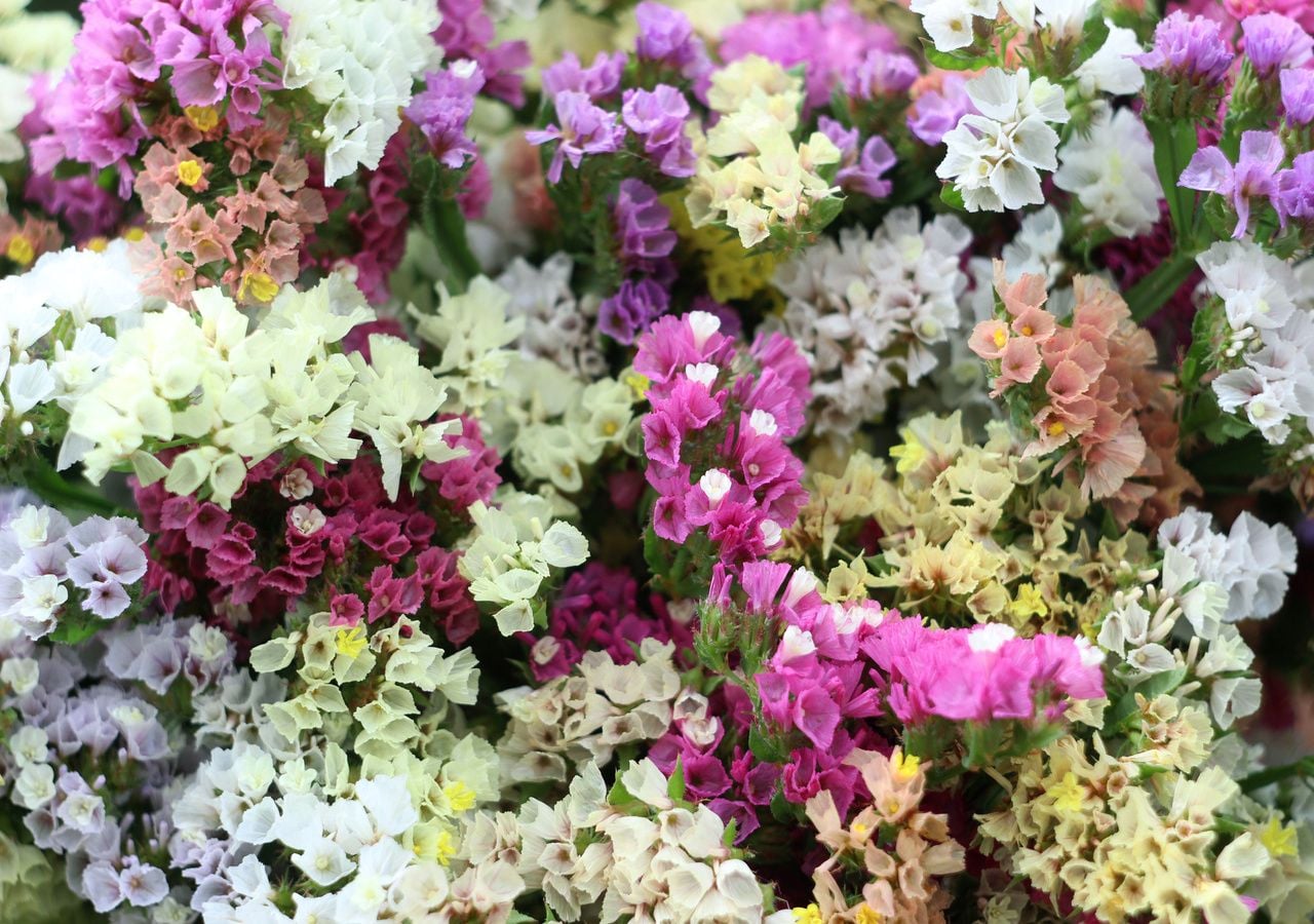 Esta flor cortada que nunca se marchita es ideal para arreglos florales ...