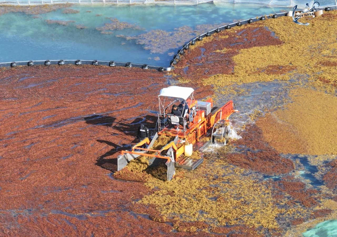 Warnung vor der massiven Ankunft von Sargassum, die auf den Antillen ...