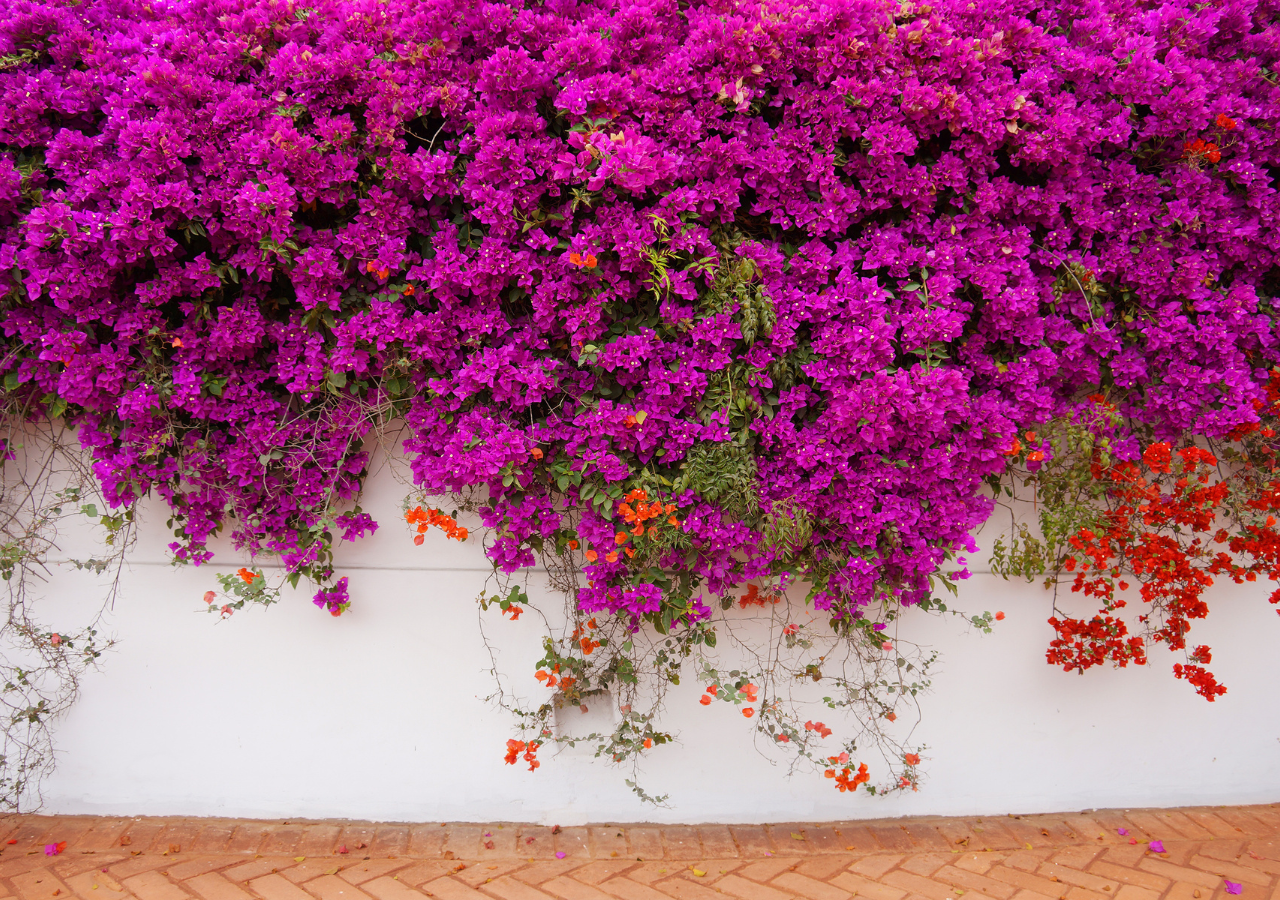 Lo que crees que son flores no lo son: el engaño colorido de la ...